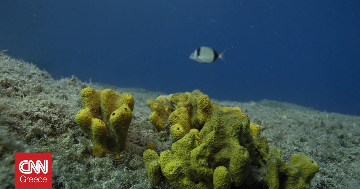 Infographic: Οι δεσμεύσεις της Ελλάδας για την προστασία των θαλάσσιων ...