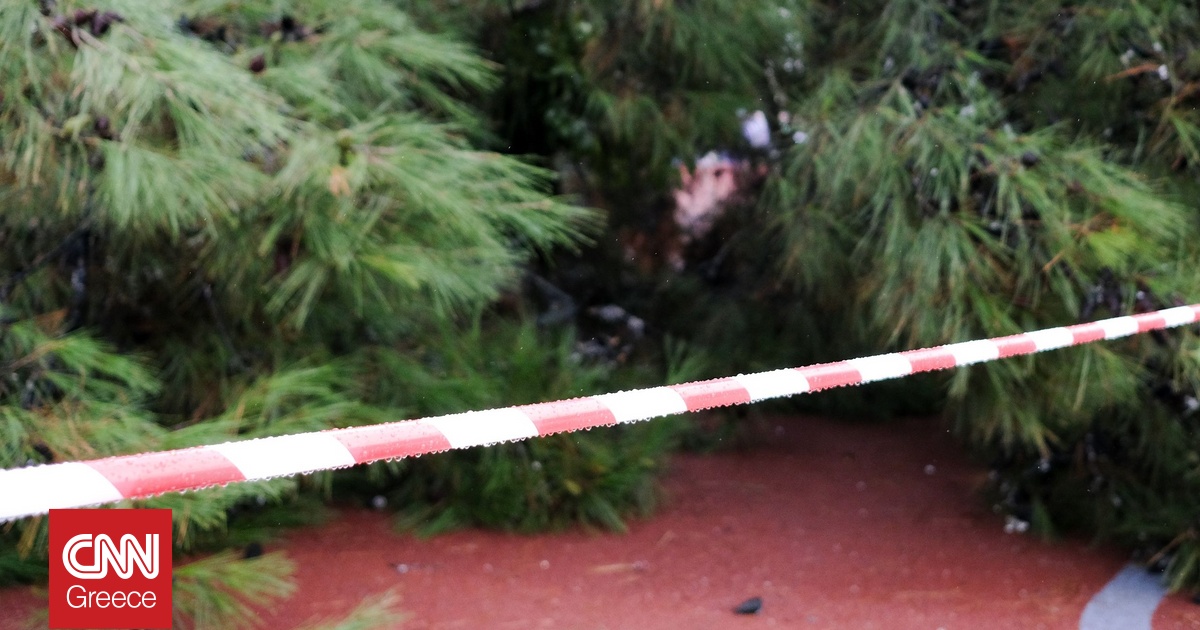 Πτώση δέντρου στο Παλαιό Φάληρο - Κλειστό τμήμα της οδού Δημοκρατίας ...