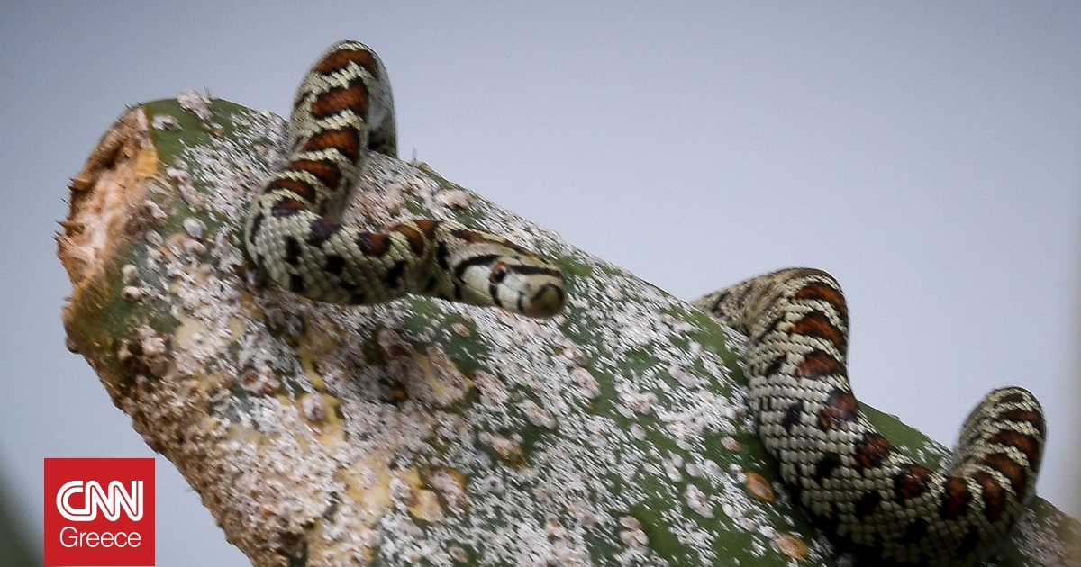 Οχιά εντοπίστηκε σε κτήριο στο Μαρούσι - Θα ελευθερωθεί σε ασφαλές ...
