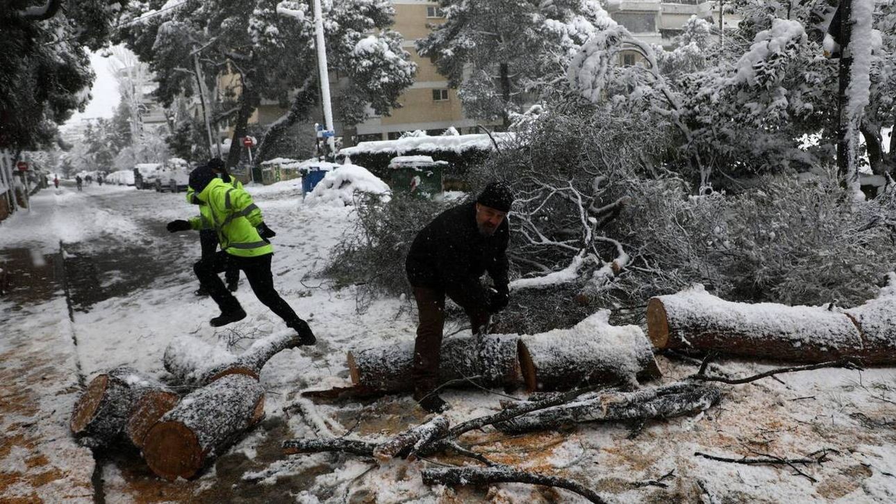 Νεκρός 71χρονος στην Εύβοια από δένδρο που τον καταπλάκωσε - CNN.gr