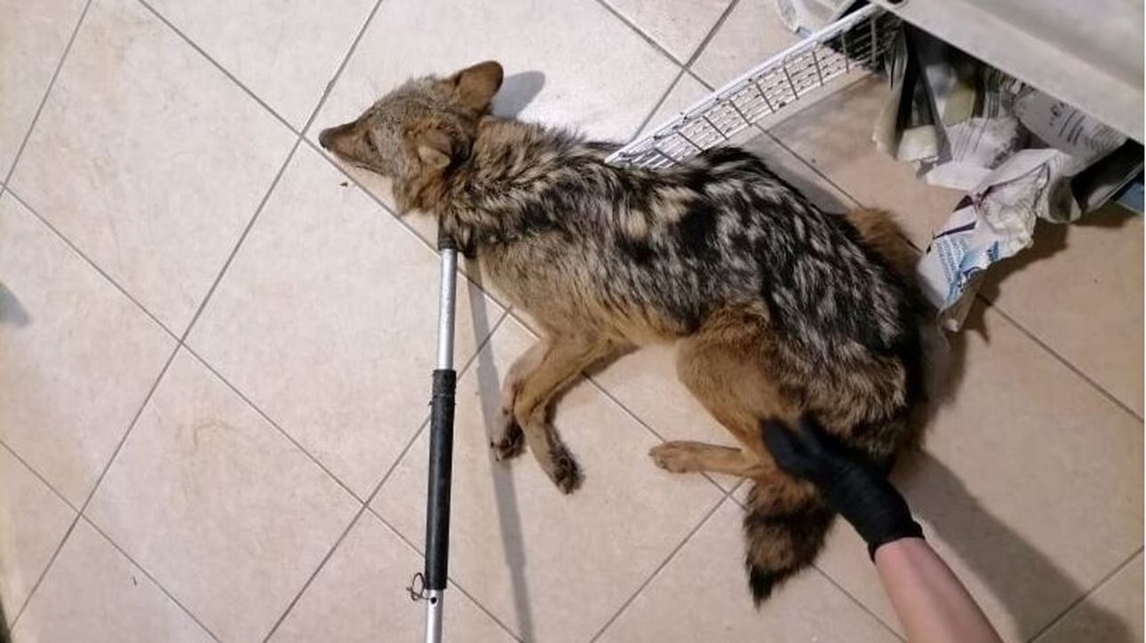 Θεσσαλονίκη: Τραυματισμένο τσακάλι βρήκε καταφύγιο σε βιβλιοπωλείο - CNN.gr