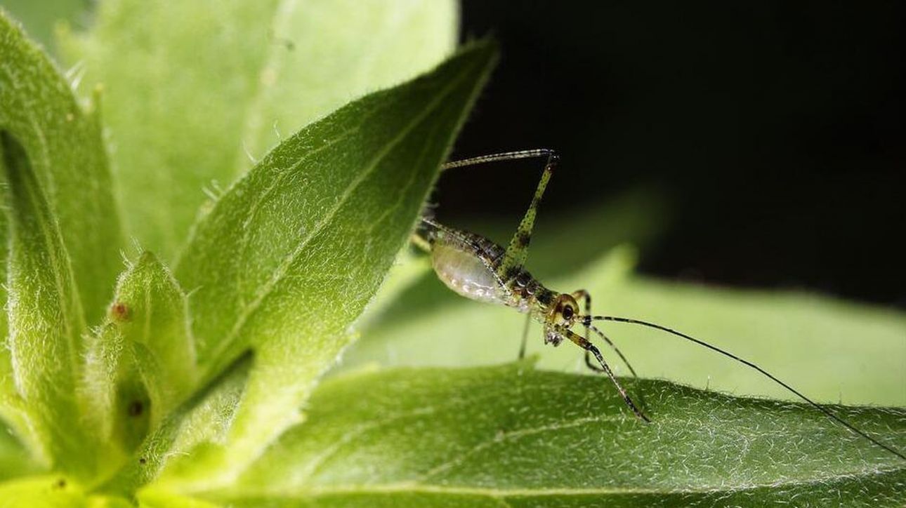 Ανατολική Ροδόπη: Σμήνη ακρίδων καταστρέφουν τα σπαρτά της περιοχής ...