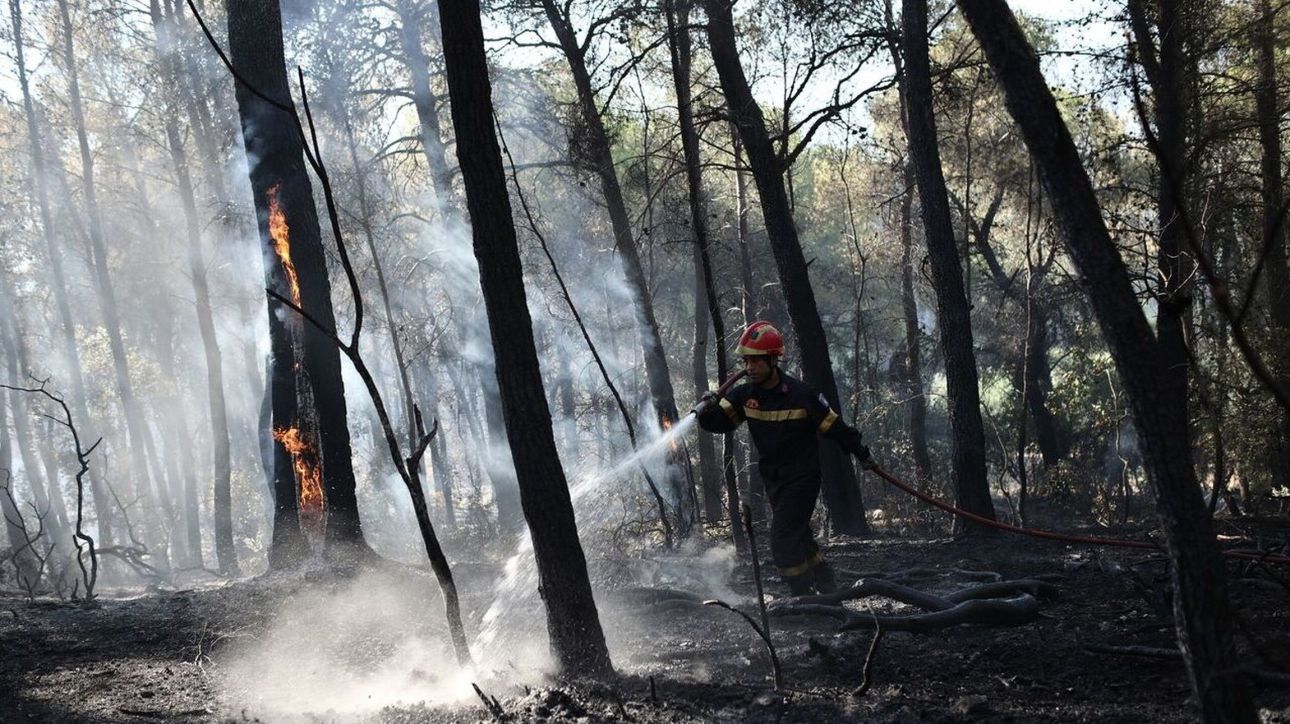 Δασικές πυρκαγιές Ιουλίου: Επηρέασαν περισσότερα από 132.000 στρέμματα ...