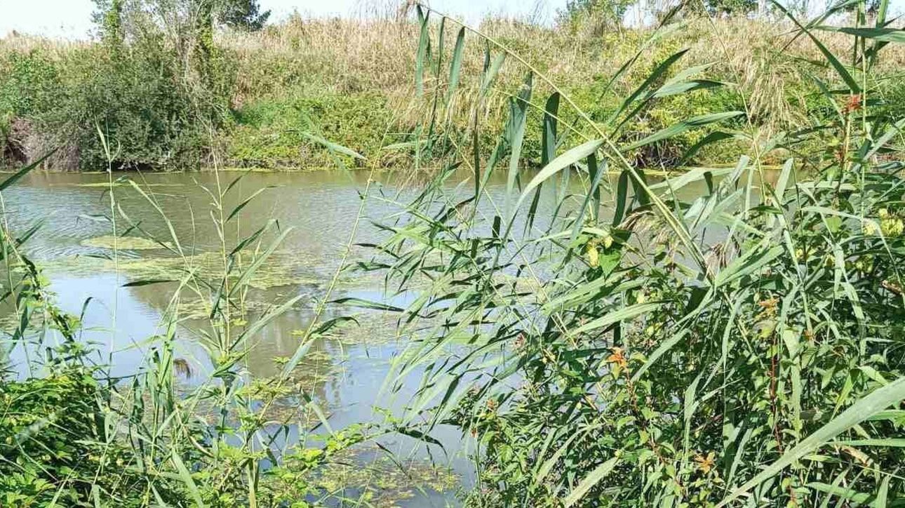 Μάνδρα: Είχαν φυτέψει κάνναβη σε γλάστρες - Άφαντοι οι «καλλιεργητές ...