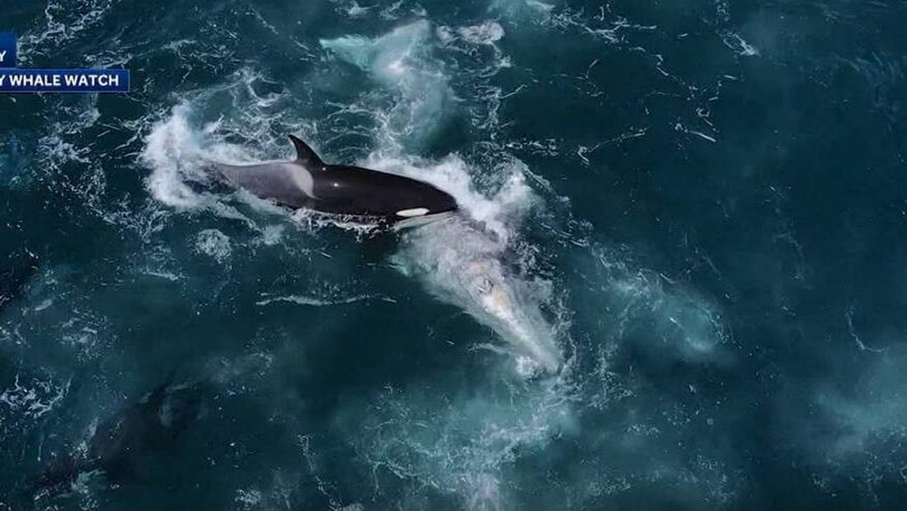 Εντυπωσιακά πλάνα δείχνουν κοπάδι με όρκες να επιτίθεται σε γκρίζα ...