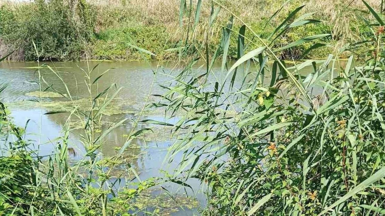 Ελικόπτερο της ΕΛΑΣ εντόπισε χασισοφυτεία με 51 δενδρύλλια στη Μεσσήνη ...