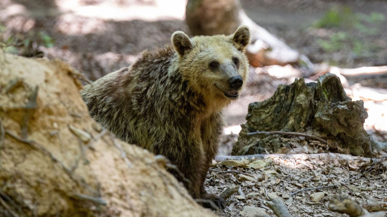 Δύο αρκουδάκια νεκρά σε τροχαίο στην εθνική Φλώρινας - Κοζάνης - CNN.gr