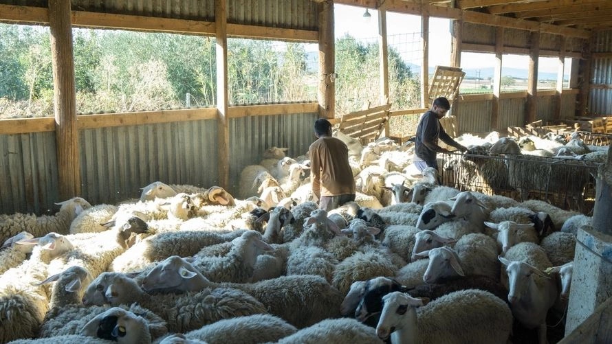 Παρατείνονται εκ νέου τα προληπτικά μέτρα για την ευλογιά των ...